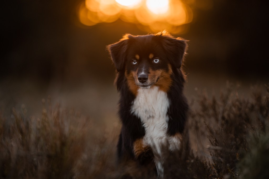 About the Miniature American Shepherd – Celsiorex Miniature American ...